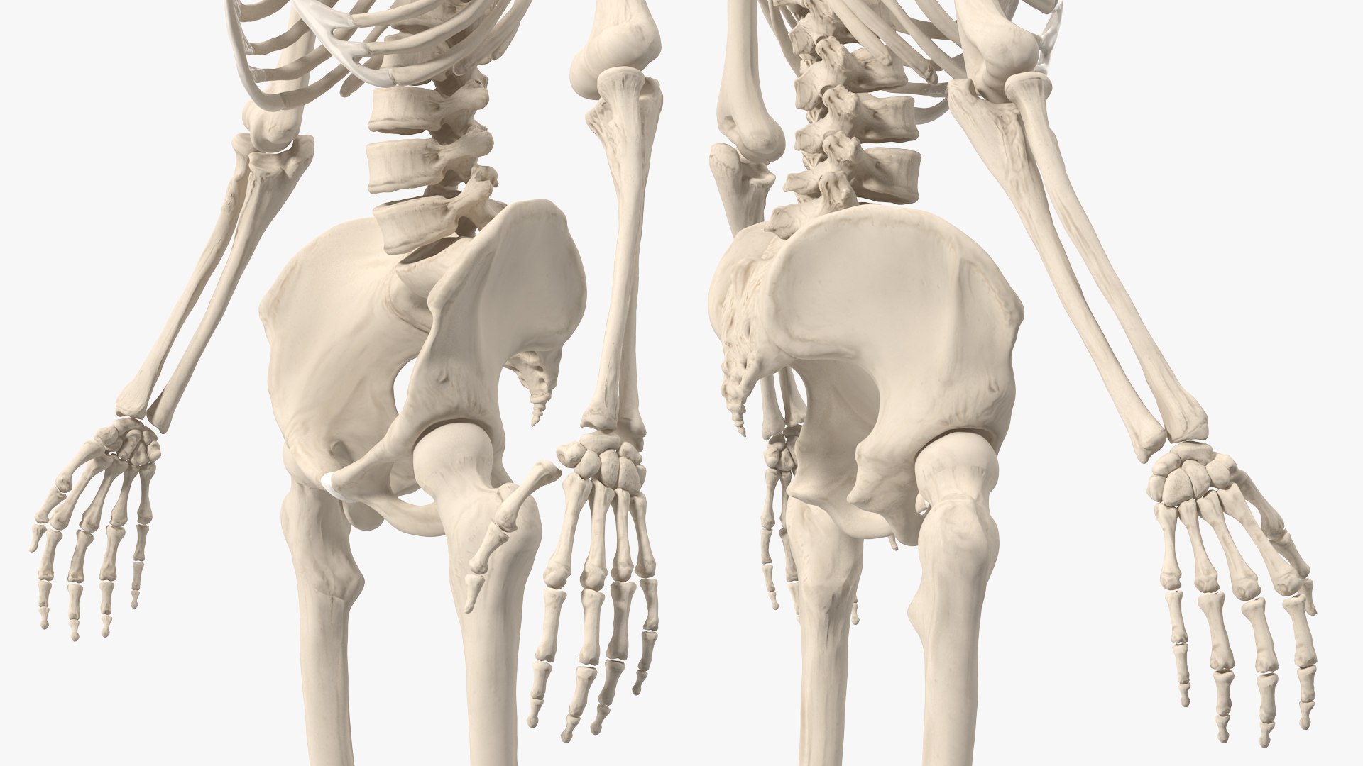 3D Female Anatomy Skeleton Model - TurboSquid 1852992