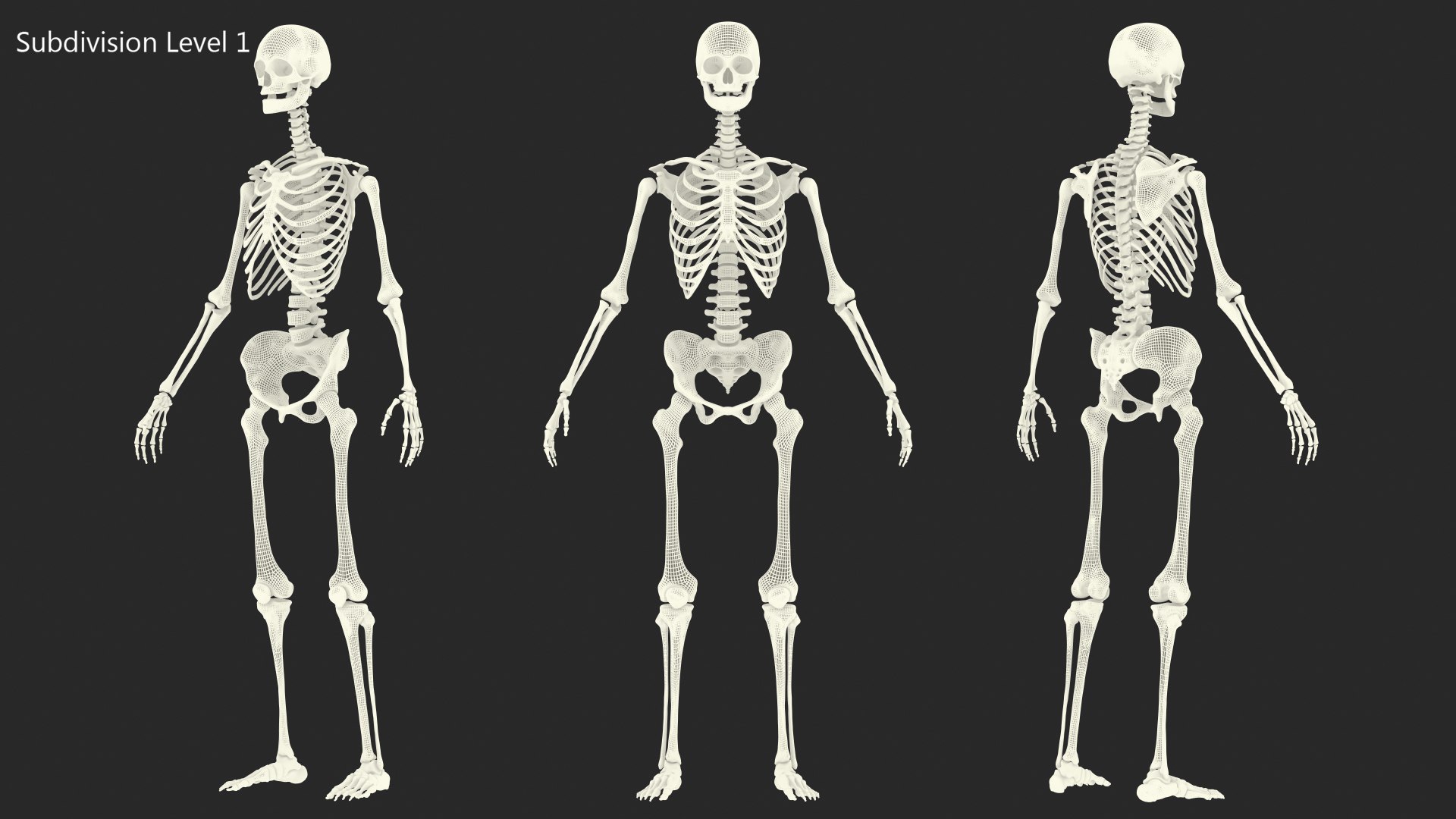 3D Female Anatomy Skeleton model - TurboSquid 1852992