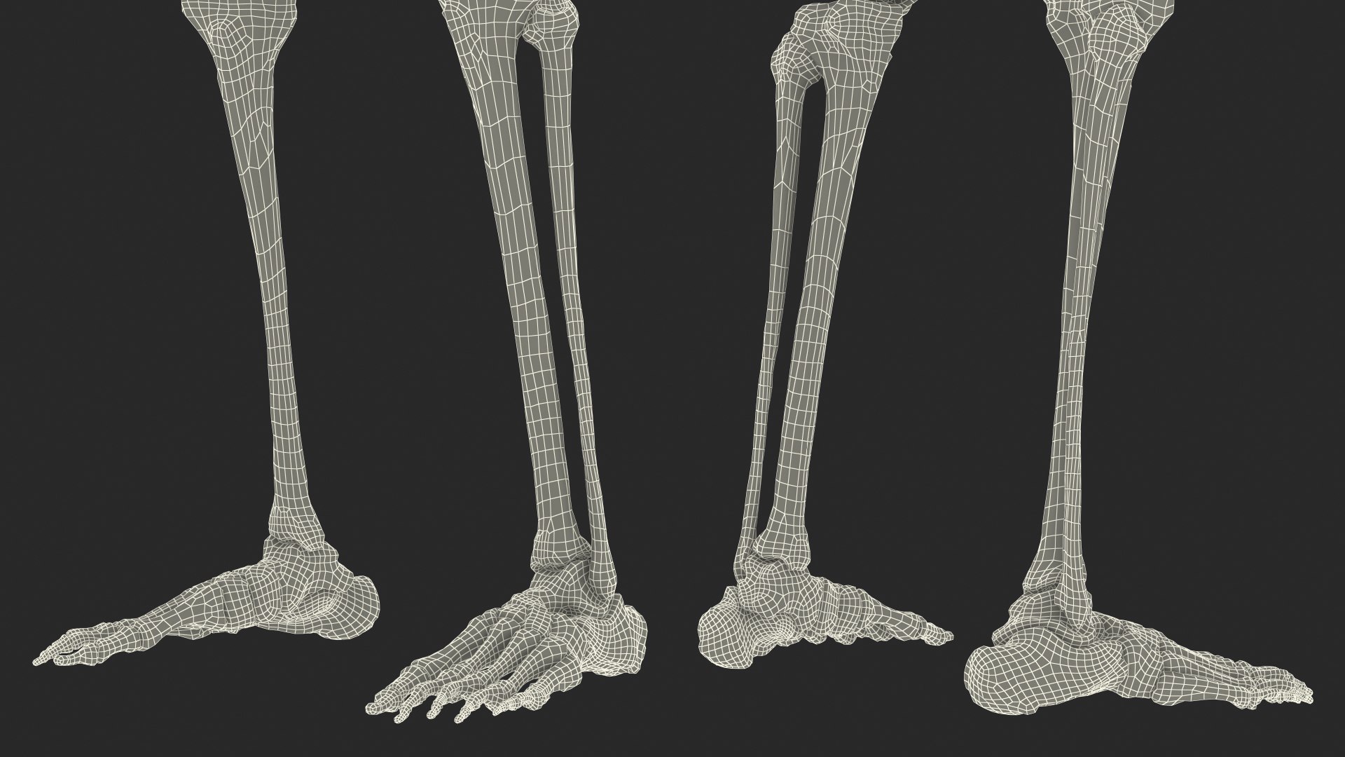 3D Female Anatomy Skeleton model - TurboSquid 1852992