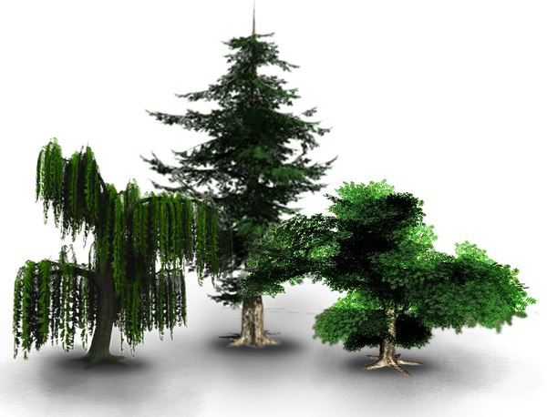 3d model fir tree