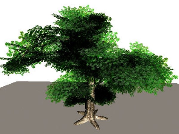 3d model fir tree