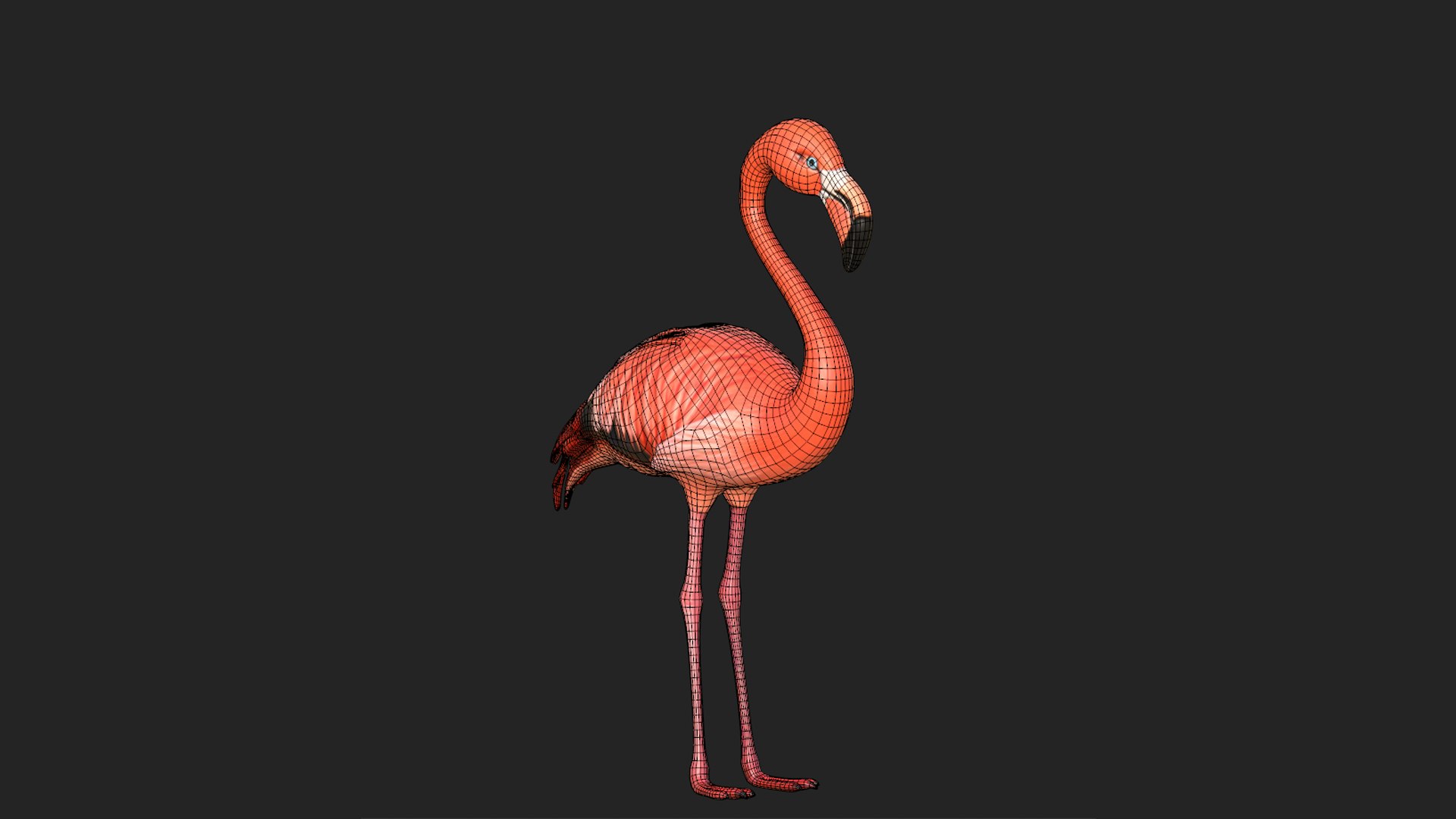 3D Flamingo - TurboSquid 2387508