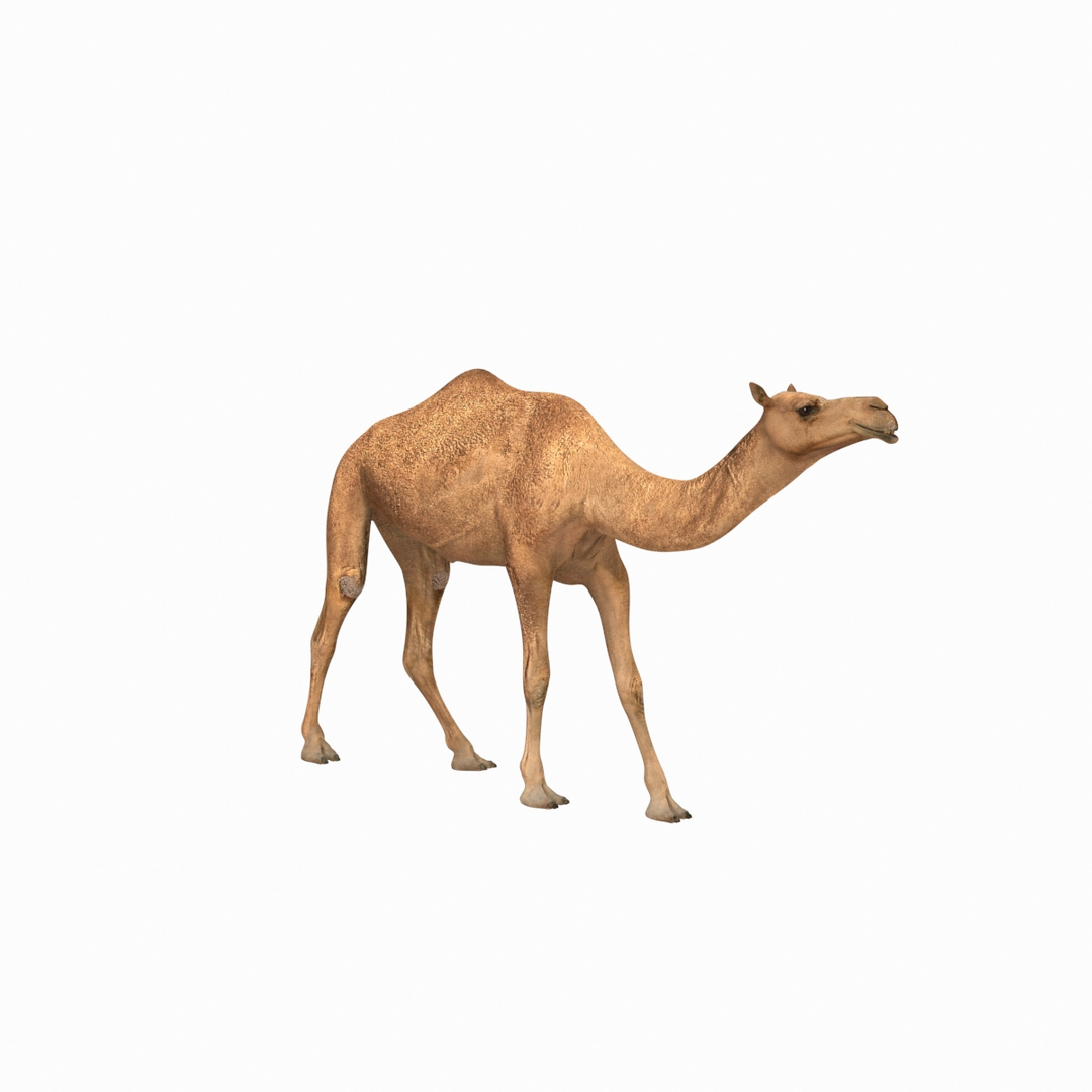 Pro Camel 8K - 3d animated model 3D model - TurboSquid 1741326