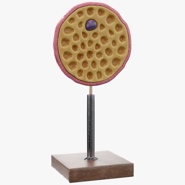 3D Nucleus Models | TurboSquid