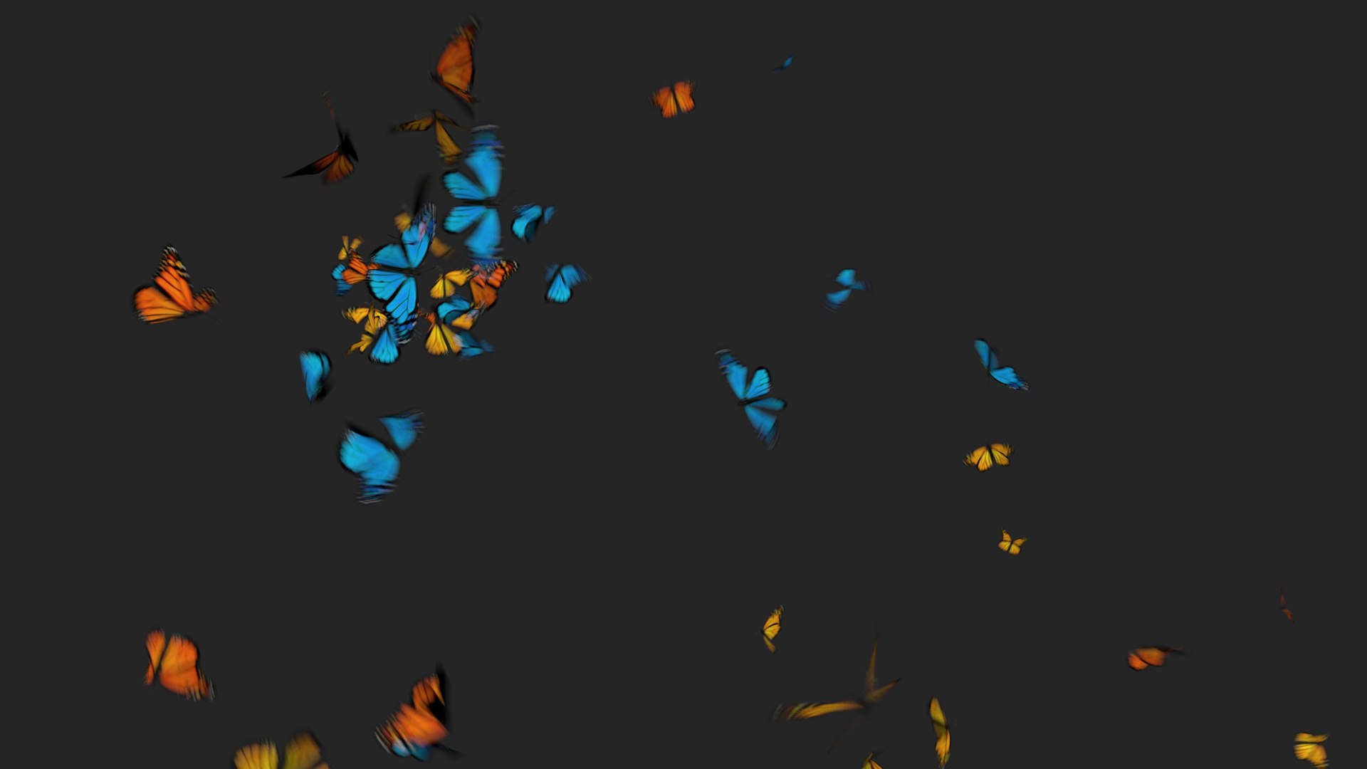 R20 Butterfly Animation 3D - TurboSquid 1626664