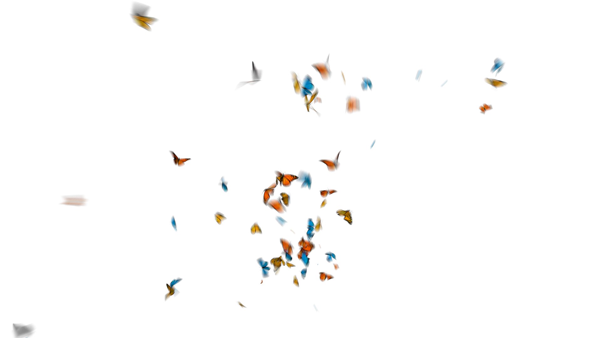 R20 Butterfly Animation 3D - TurboSquid 1626664