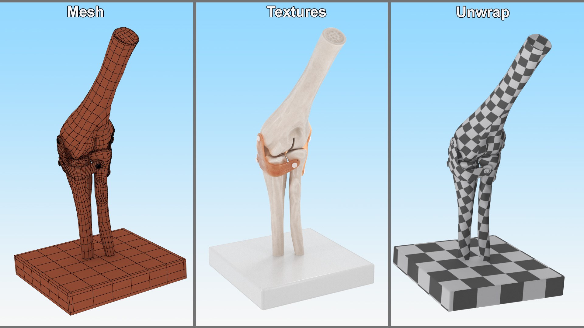 Elbow Joint Rigged 3D Model - TurboSquid 2287713