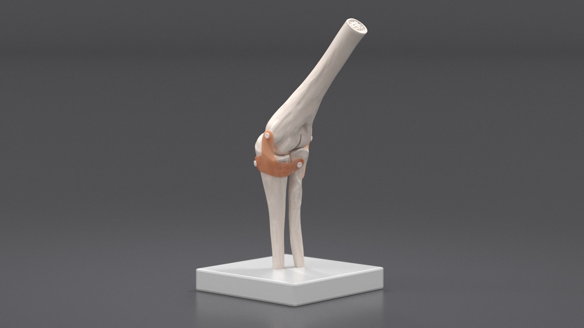 Elbow Joint Rigged 3D Model - TurboSquid 2287713