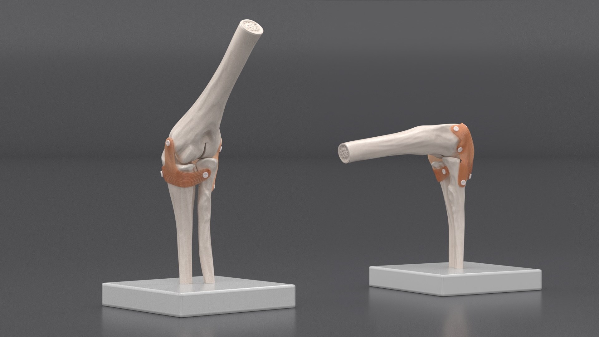 Elbow Joint Rigged 3D Model - TurboSquid 2287713