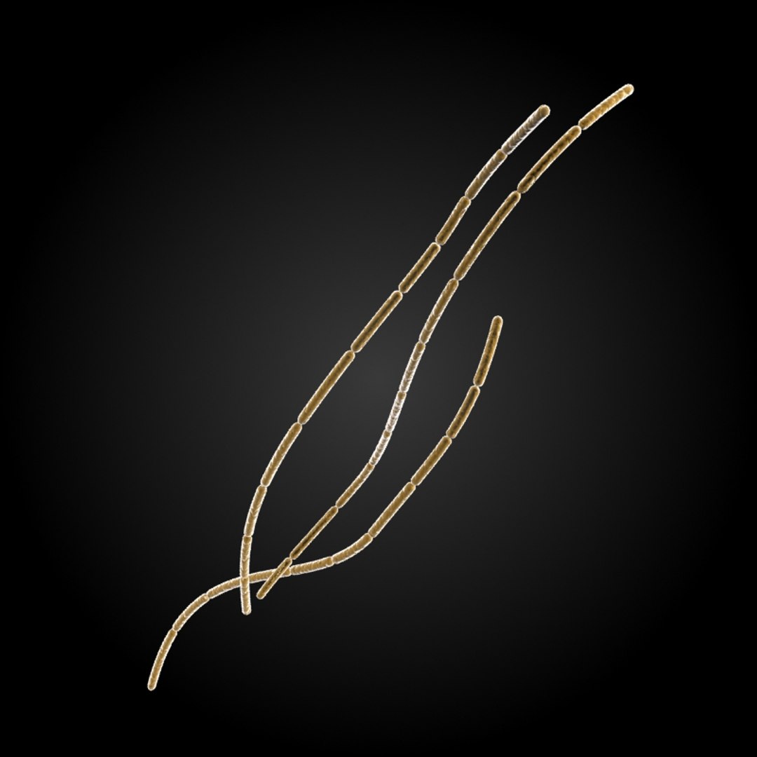 3ds Max Microbes Micro Organisms