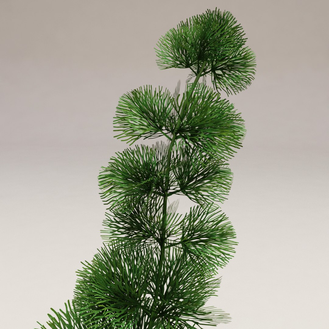Aquarium Plant Cabomba 3d Model