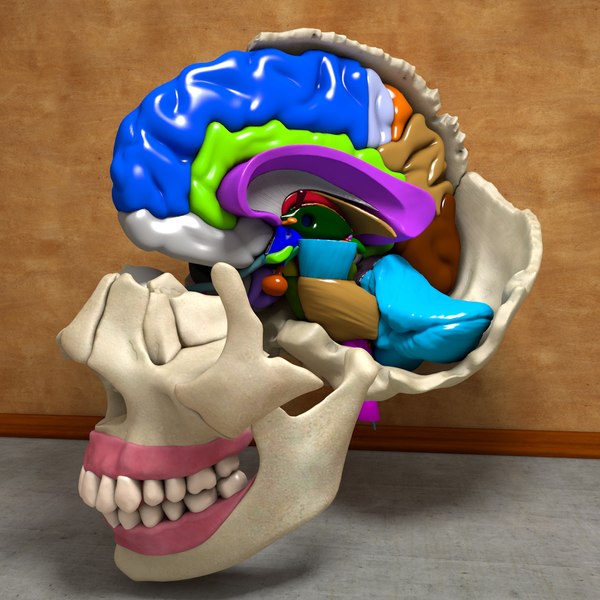 Animation Quicktime Proteasome human i20S