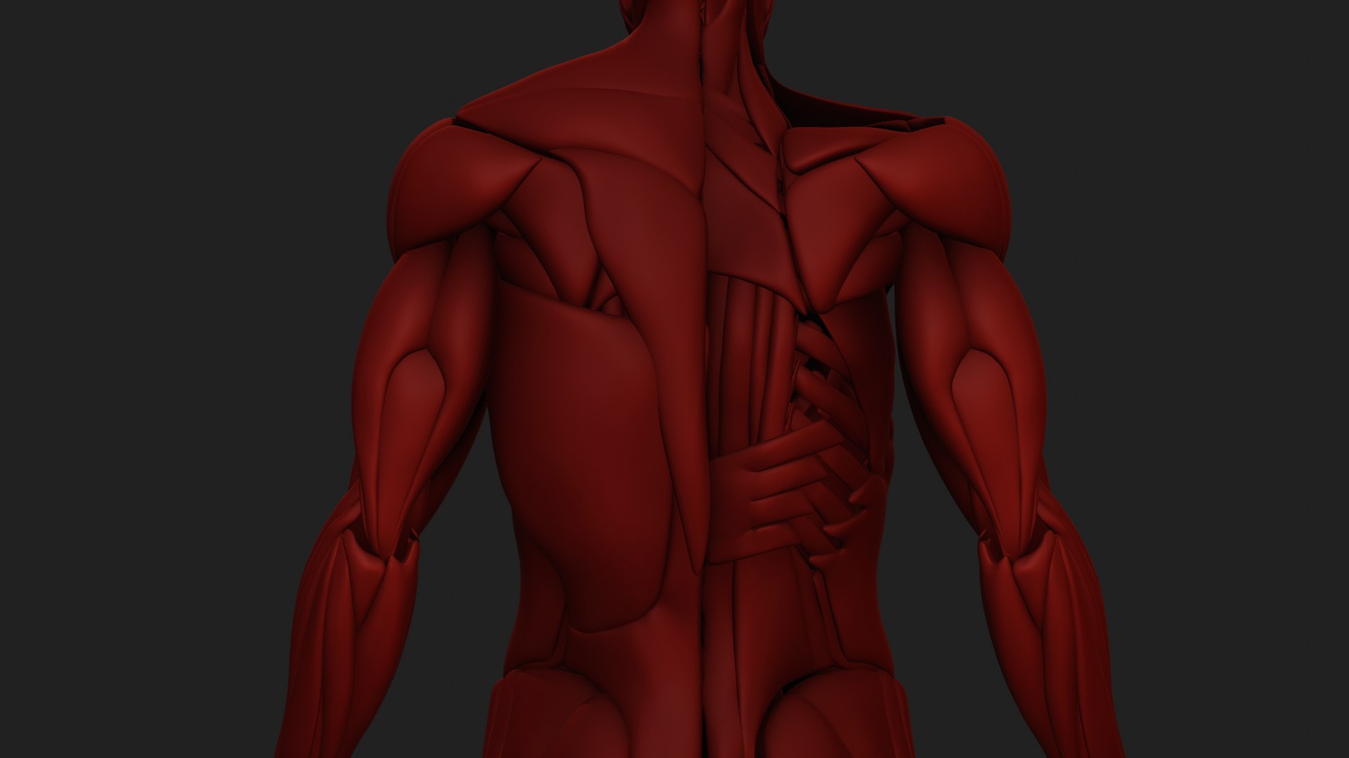 3D Human Muscular System - TurboSquid 2271810