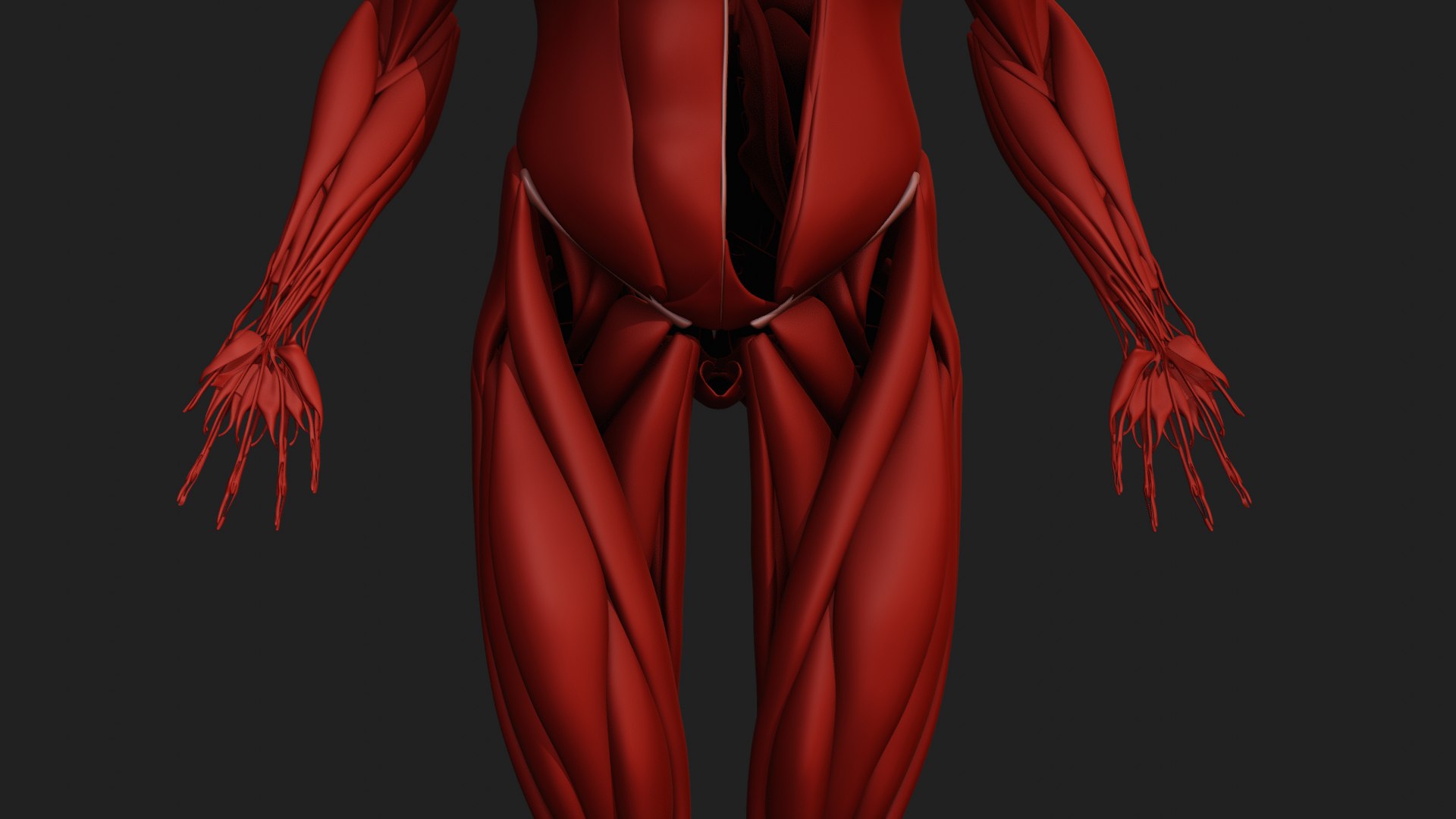 3D Human Muscular System - TurboSquid 2271810