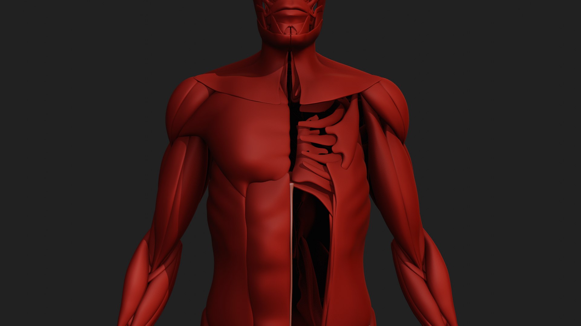 3D Human Muscular System - TurboSquid 2271810
