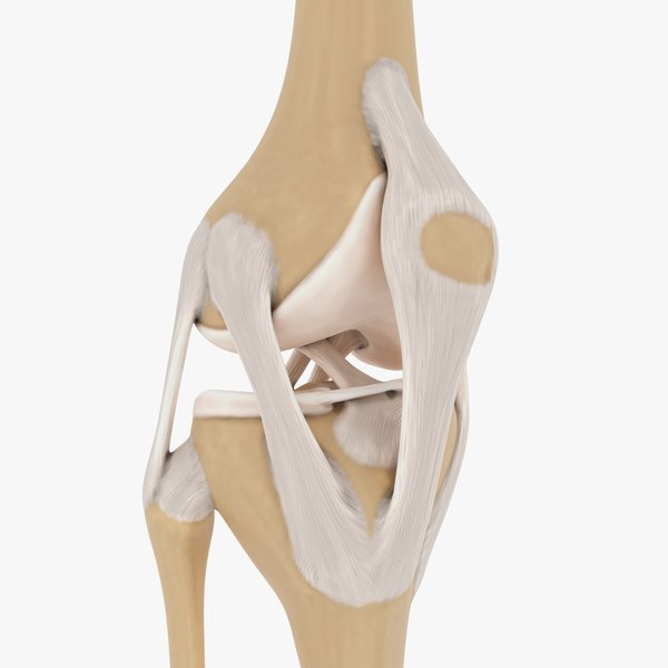 3D Knee Models | TurboSquid