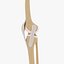 3d Model Joint Knee