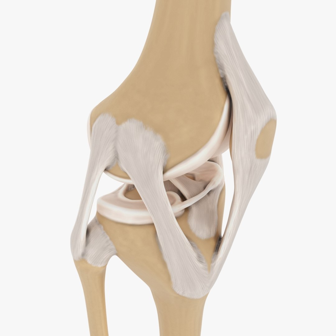 3d Model Joint Knee
