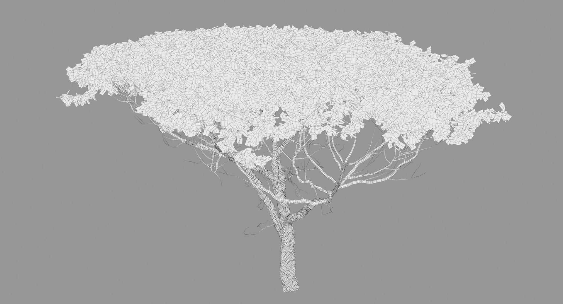 3D acacia tree - TurboSquid 1430969
