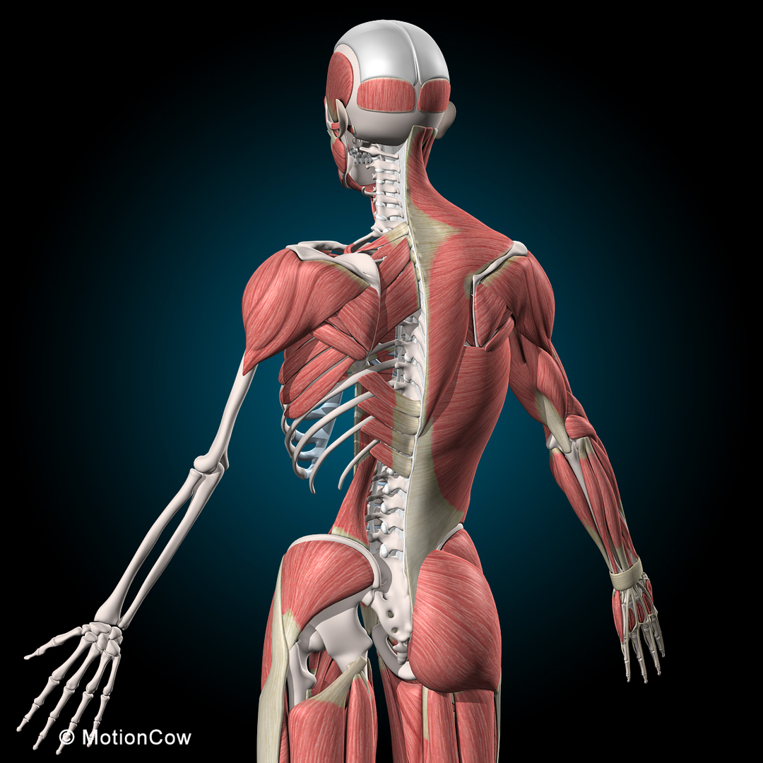 3d human rigged vertebrae skeleton model