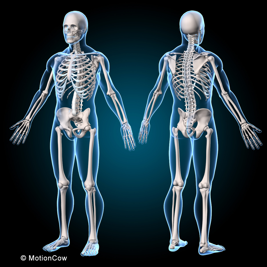 3d human rigged vertebrae skeleton model