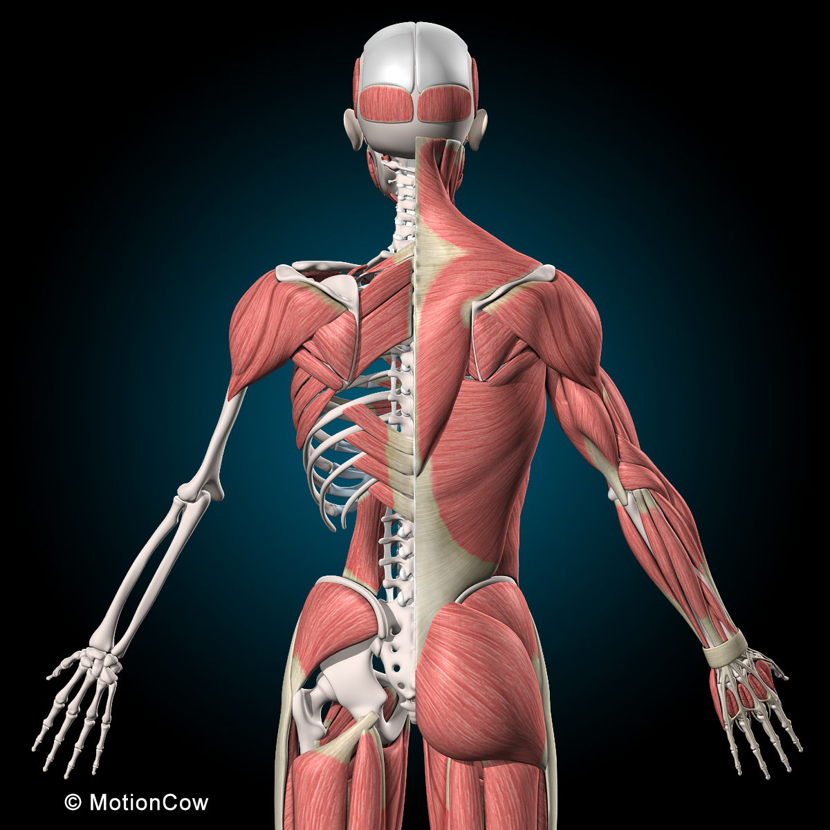 3d human rigged vertebrae skeleton model