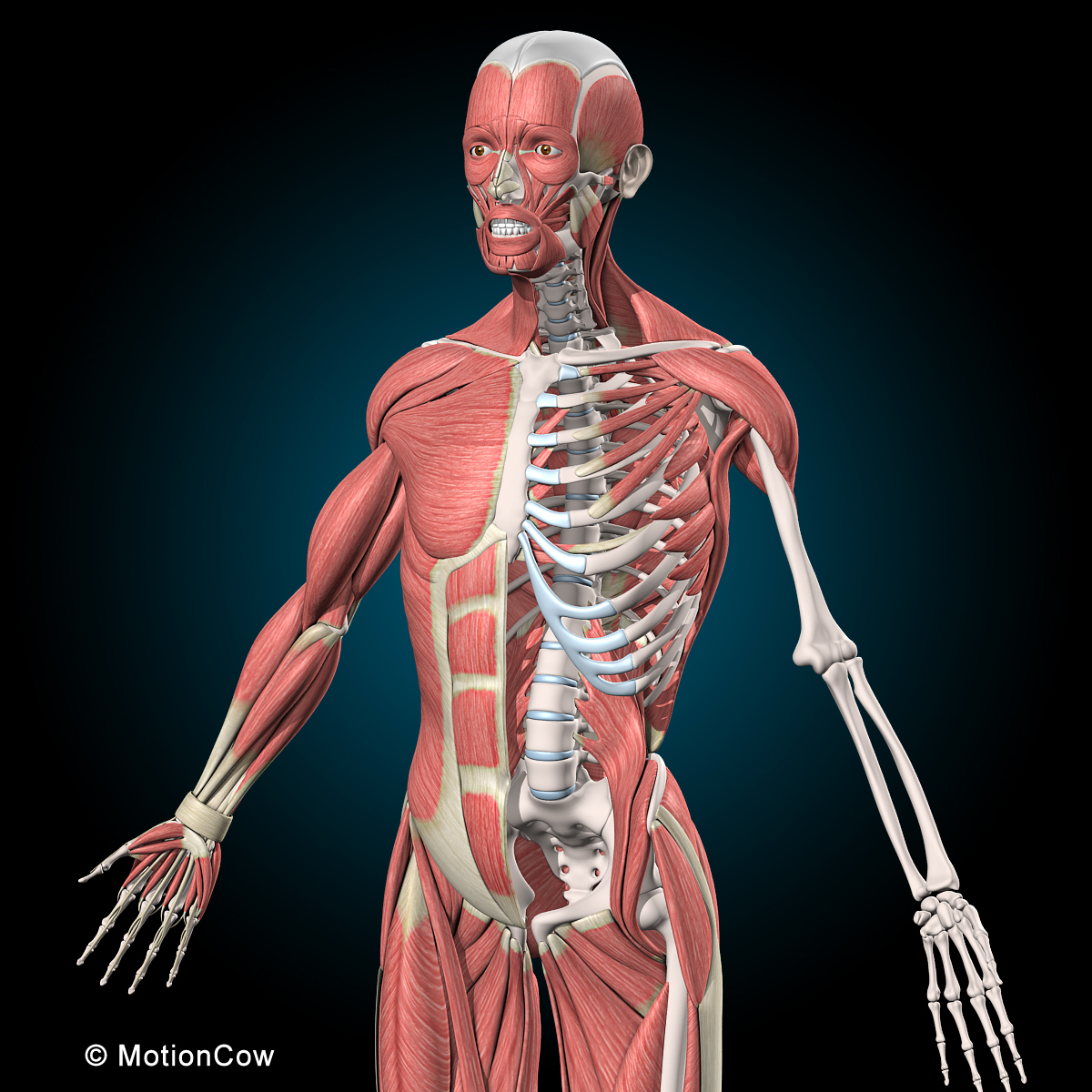 3d human rigged vertebrae skeleton model