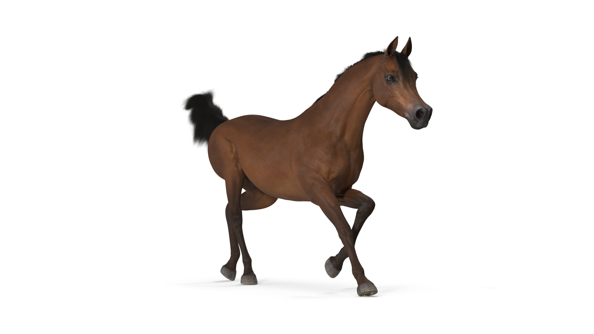 3D Galloping Arabian Horse Brown Fur - TurboSquid 2179972