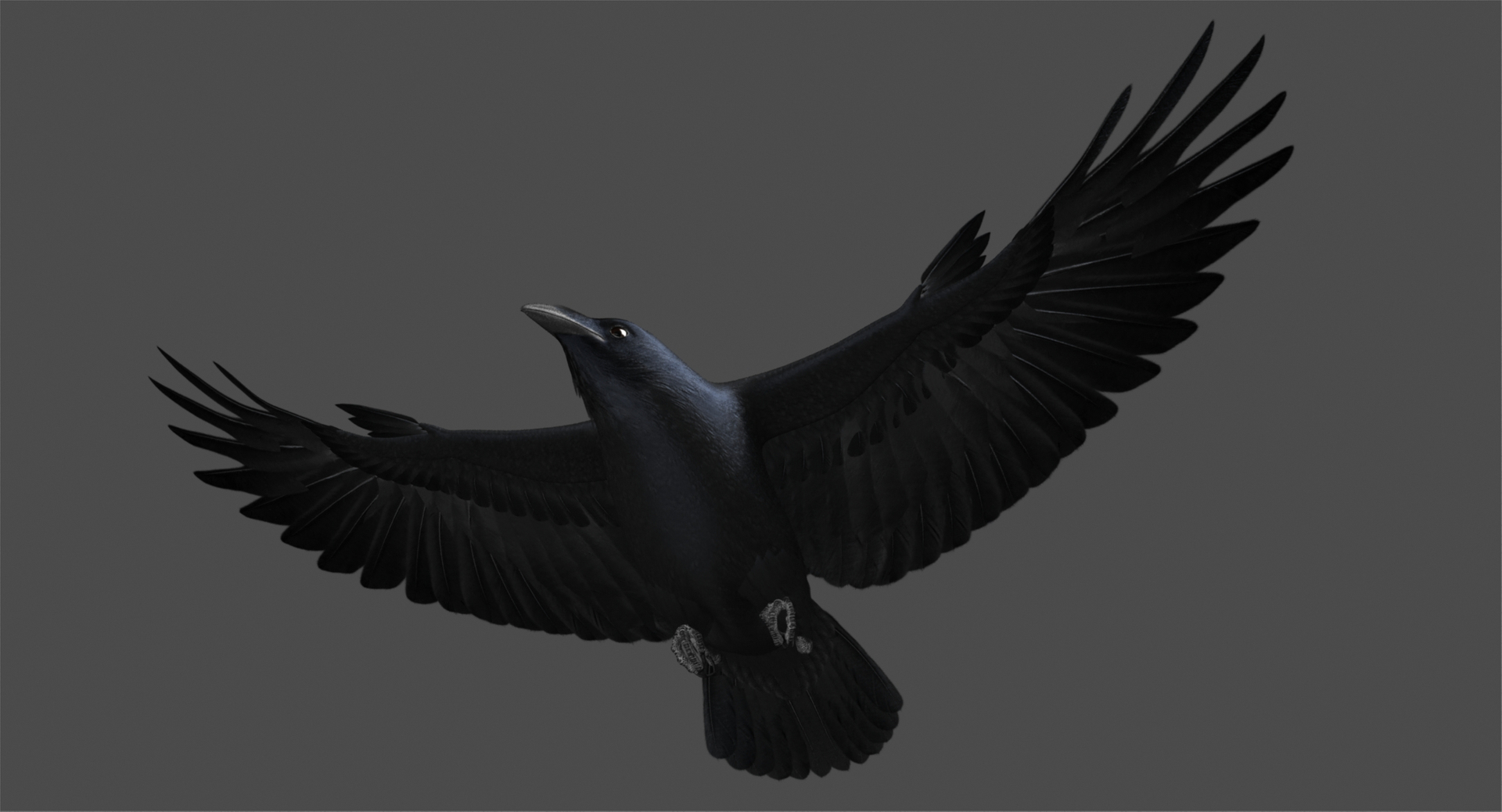 3d model chihuahuan raven animation flying