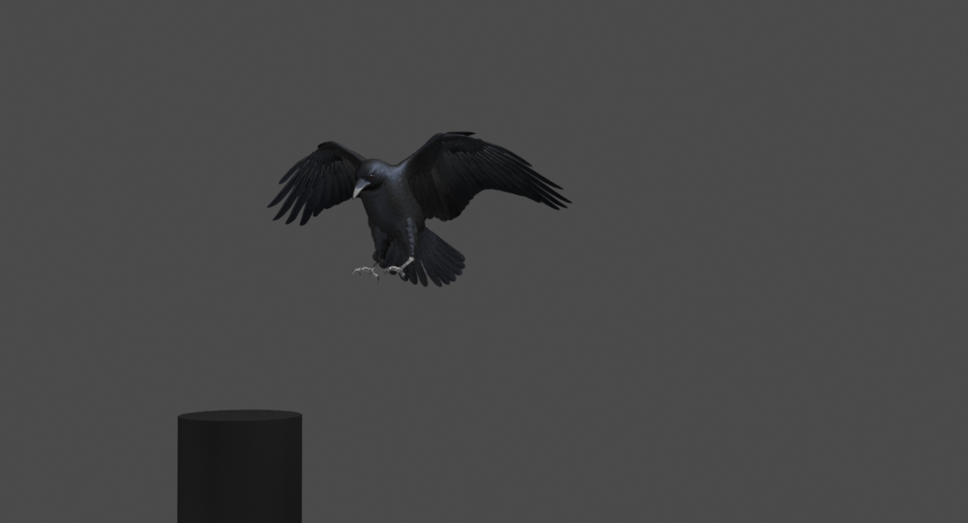 3d Model Chihuahuan Raven Animation Flying