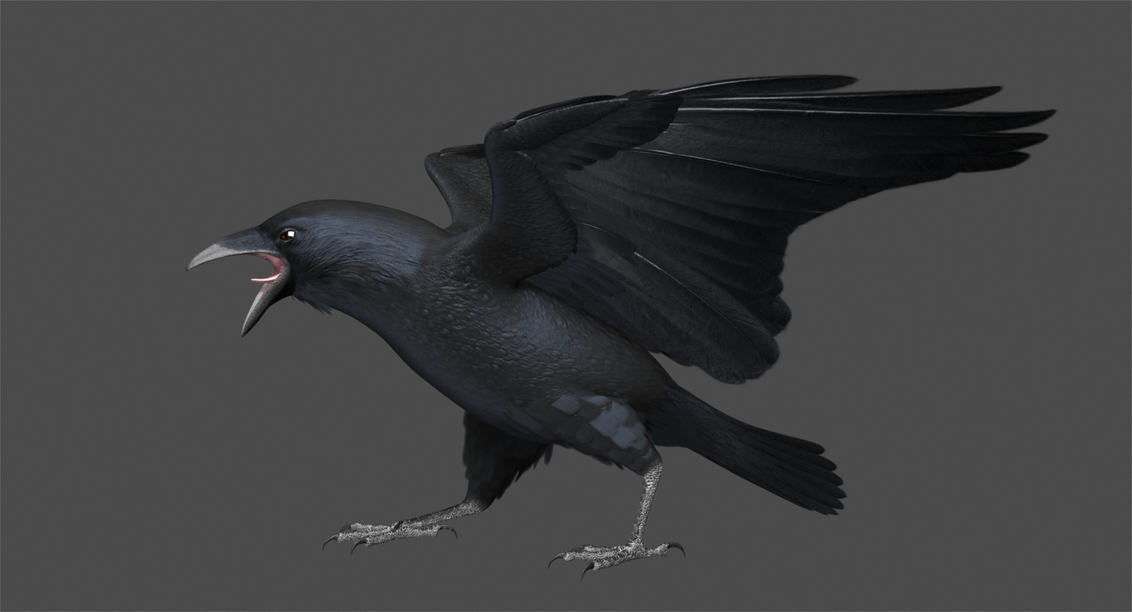 3d model chihuahuan raven animation flying