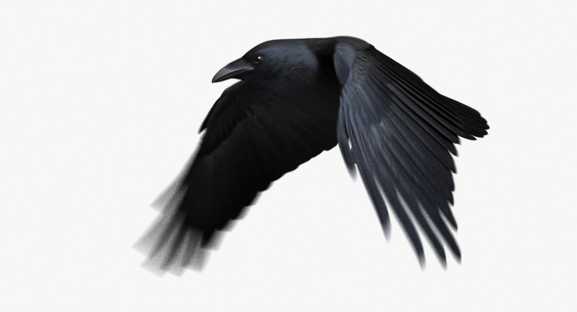 3d model chihuahuan raven animation flying