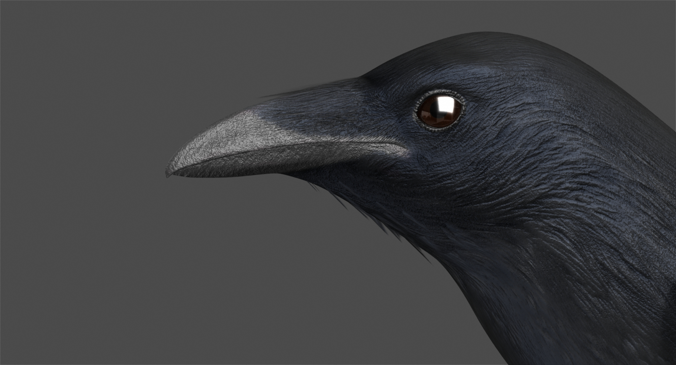 3d model chihuahuan raven animation flying