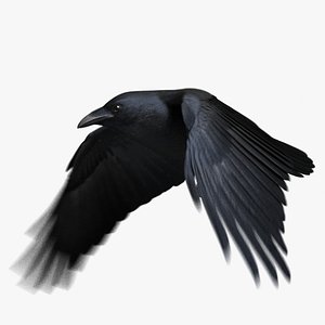 Download 3D Raven Maya Models - TurboSquid