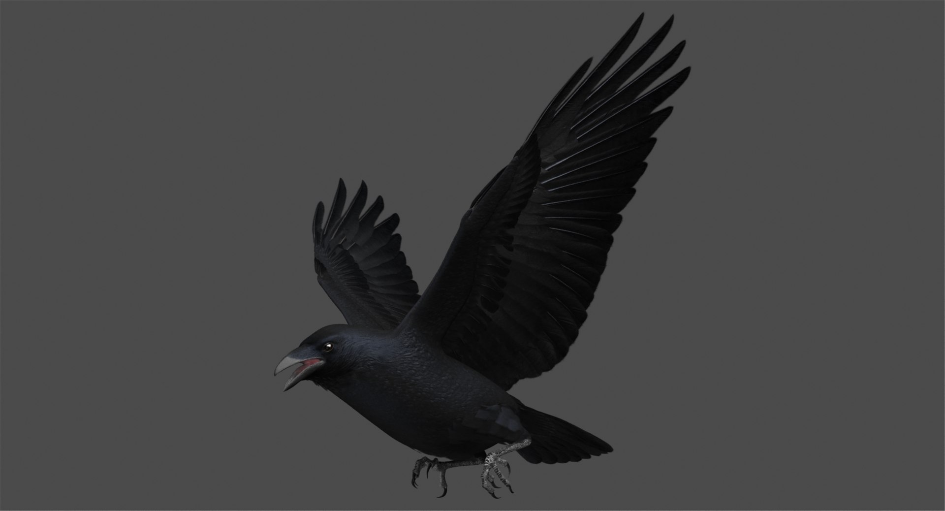 3d Model Chihuahuan Raven Animation Flying