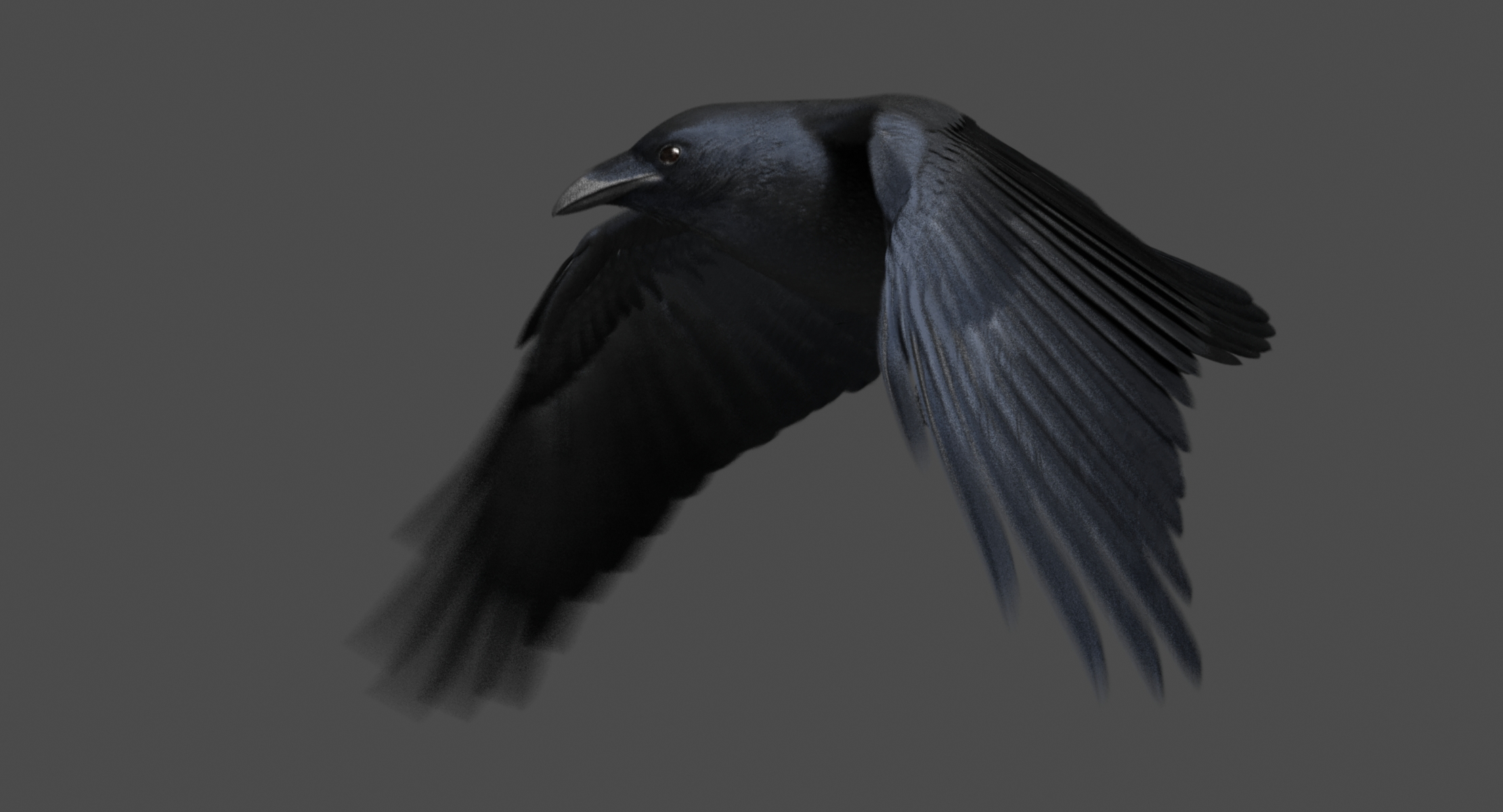 3d model chihuahuan raven animation flying