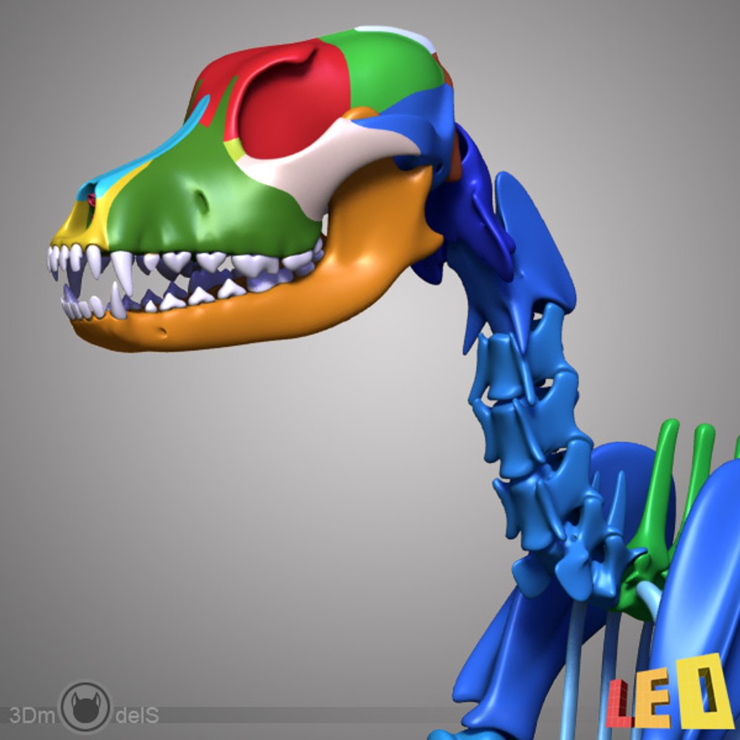 Canine Skeleton Bones 3d Model
