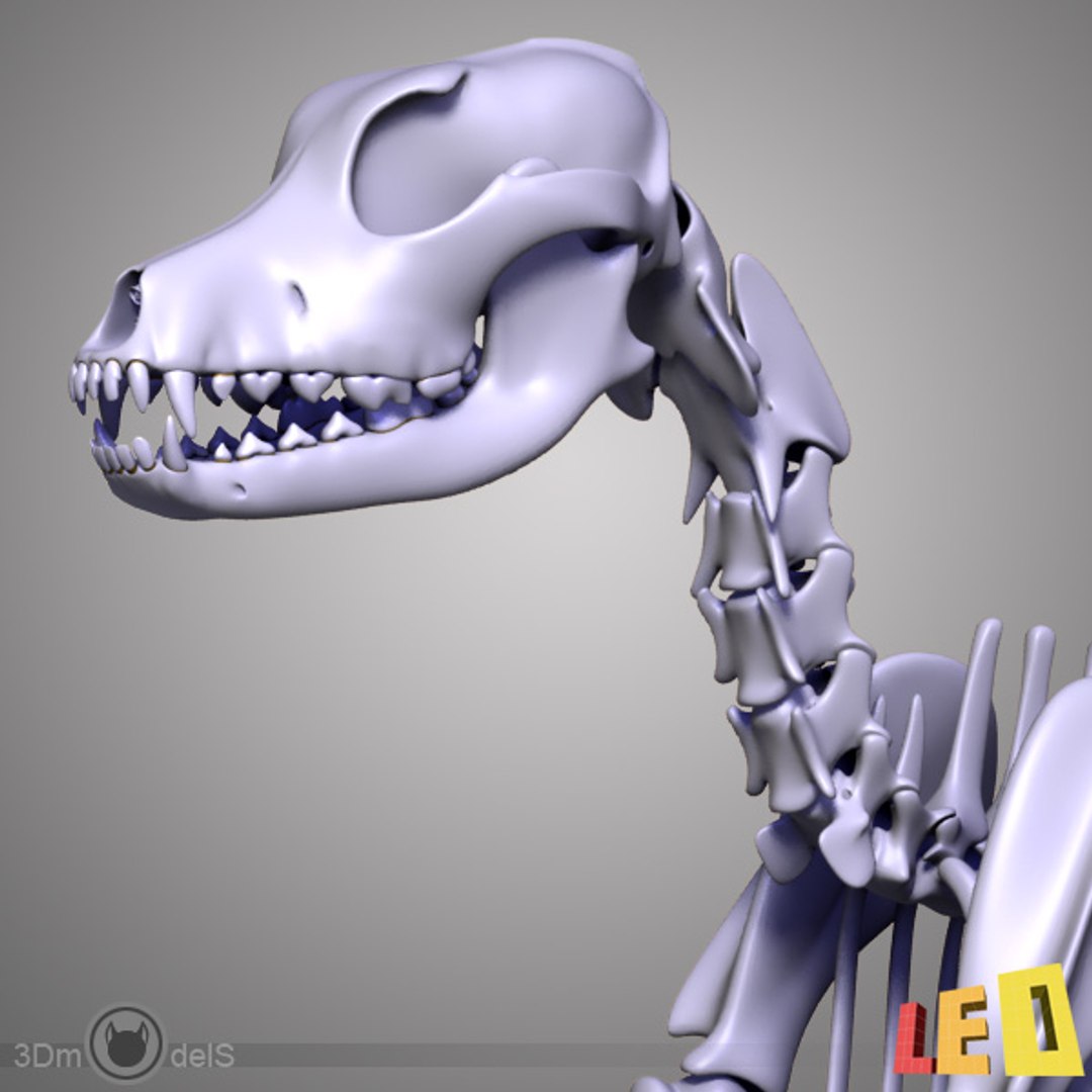 Canine Skeleton Bones 3d Model