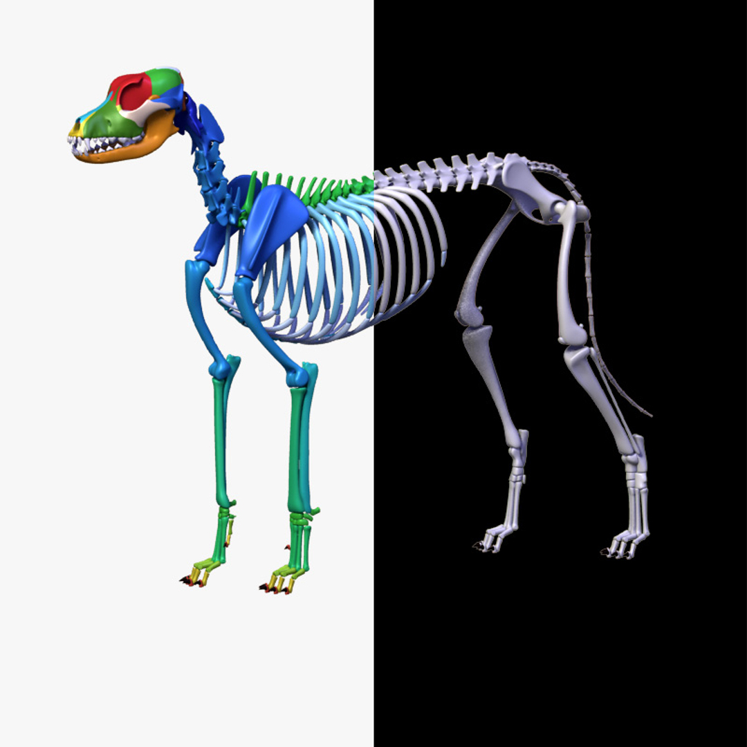 Canine Skeleton Bones 3d Model