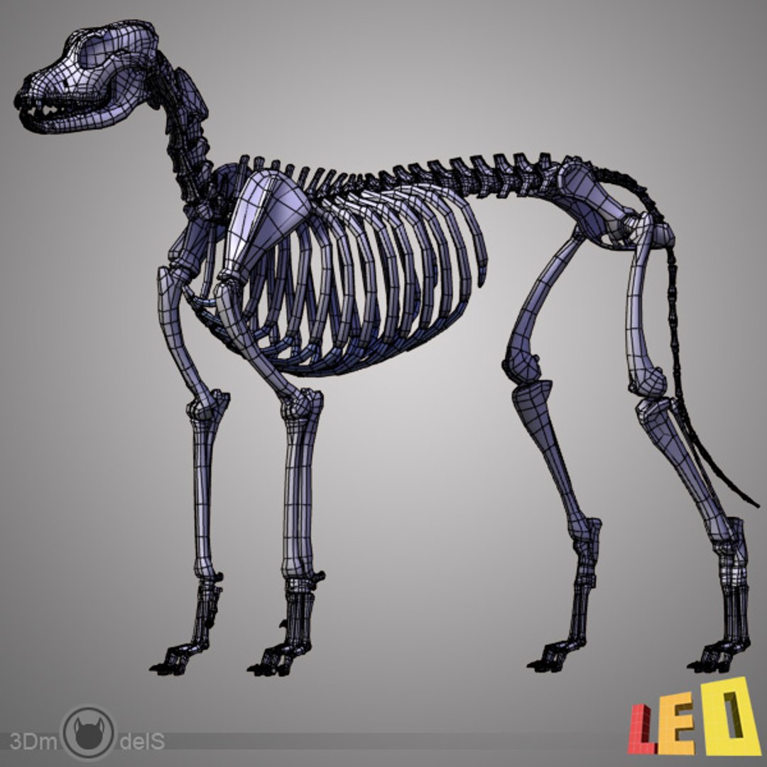 Canine Skeleton Bones 3d Model