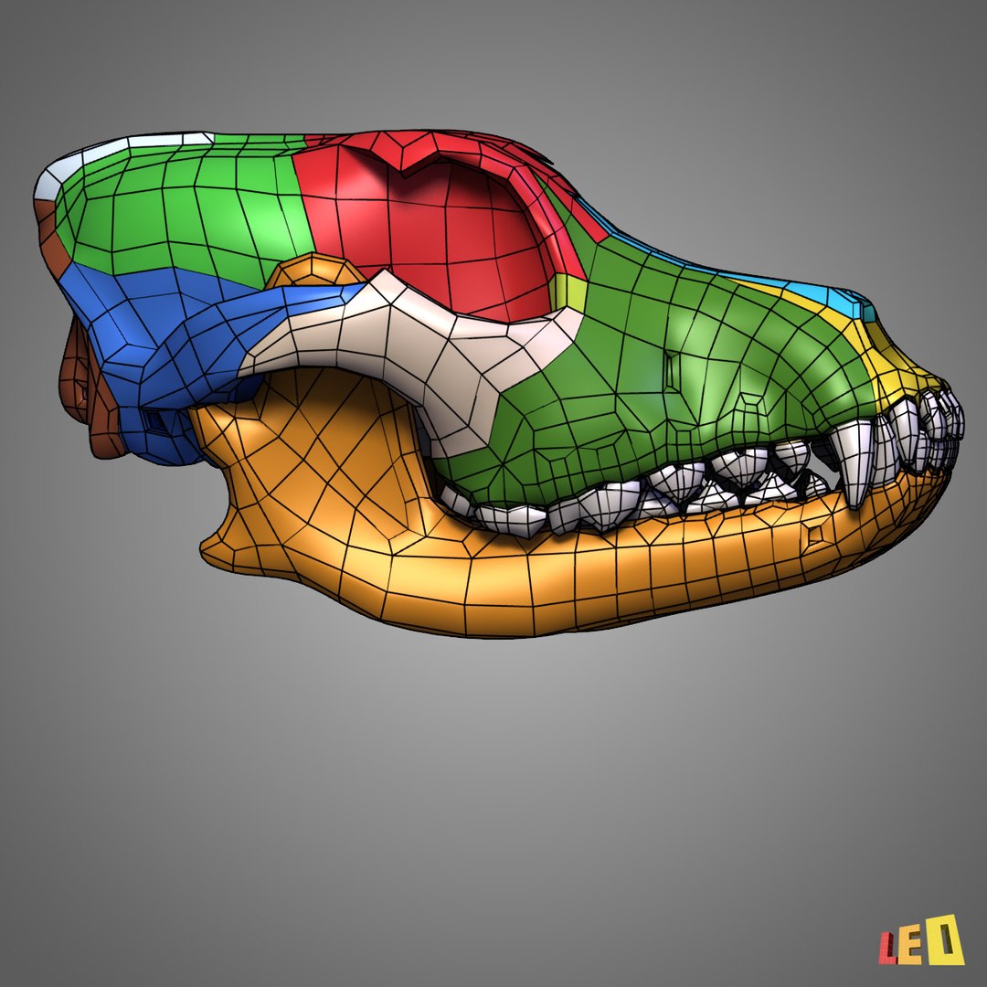 Canine Skeleton Bones 3d Model
