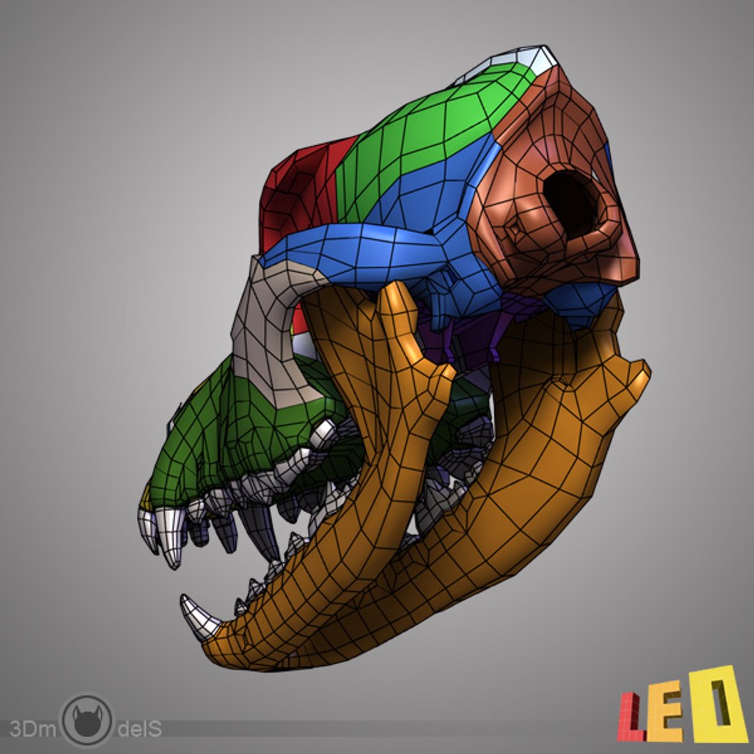 Canine Skeleton Bones 3d Model