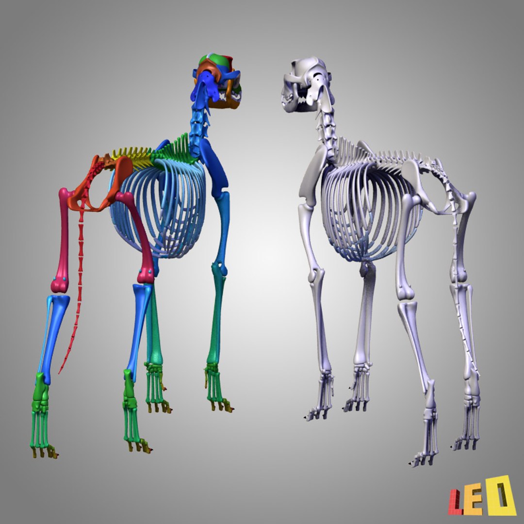 Canine Skeleton Bones 3d Model