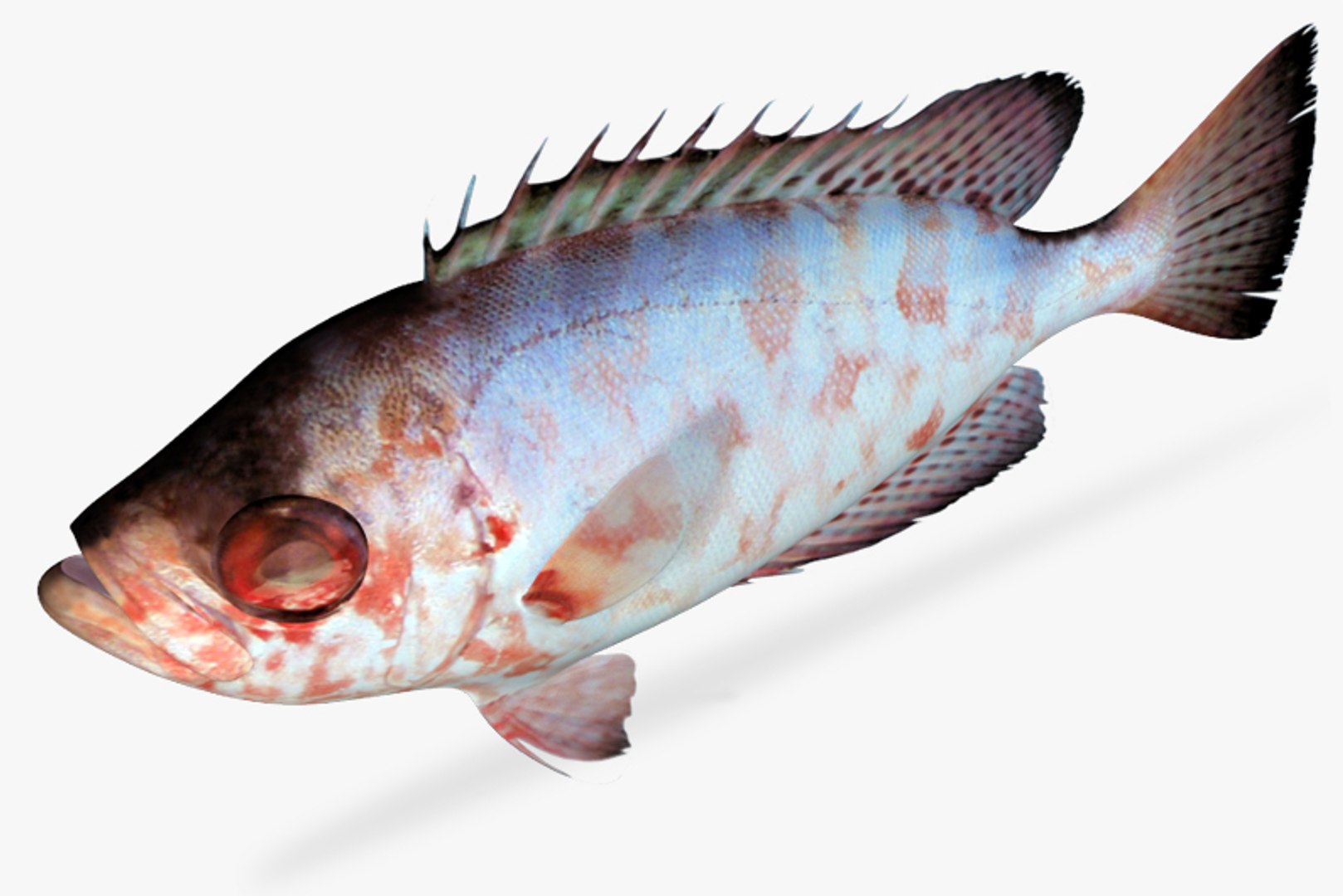 3d Glasseye Snapper