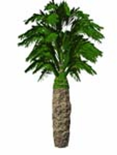 maya palm tree