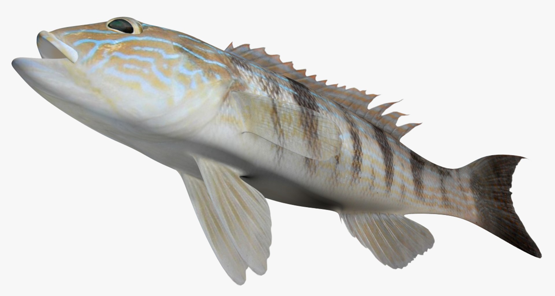 3D Model Sand Perch - TurboSquid 1305971