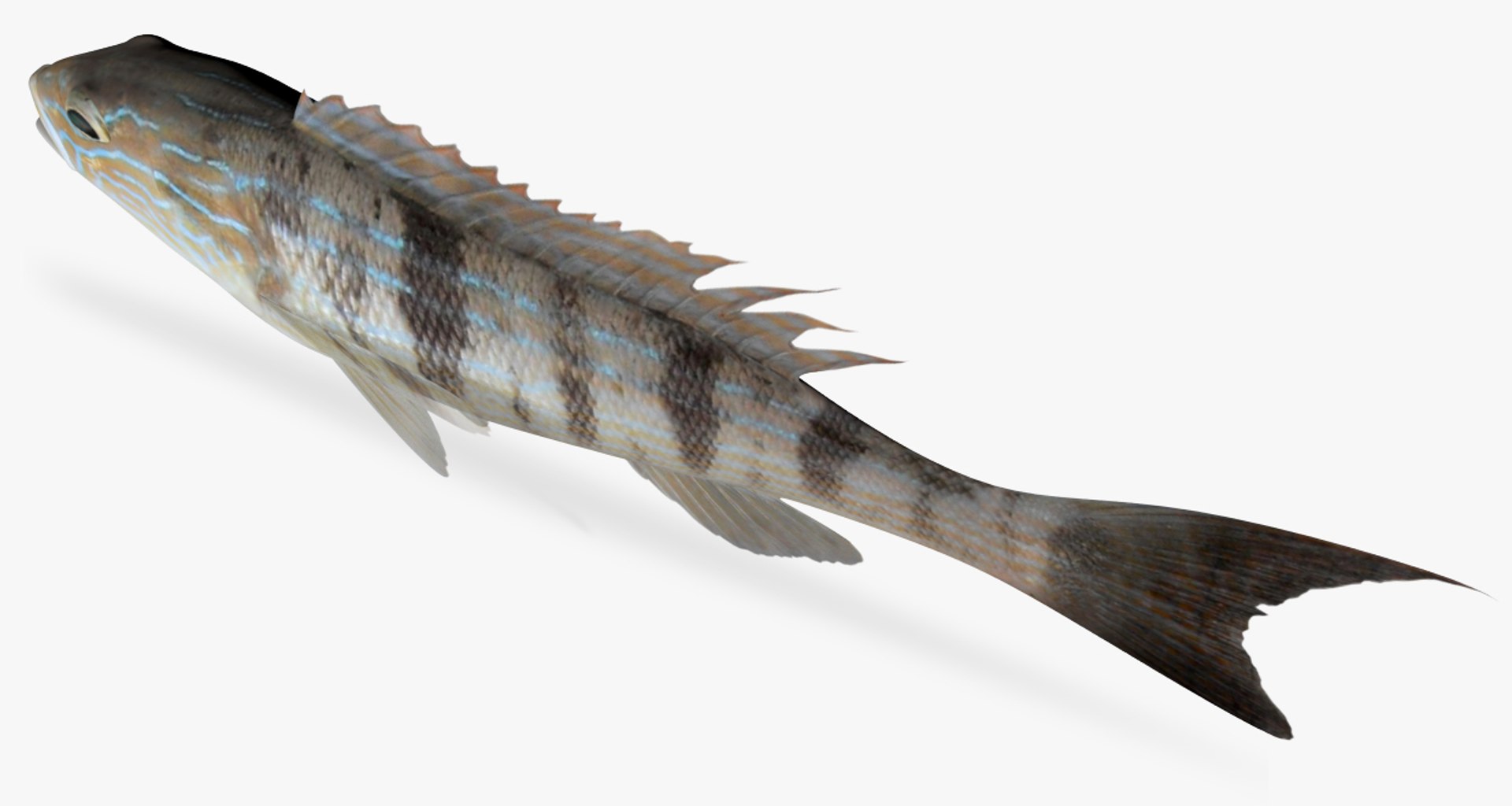 3D Model Sand Perch - TurboSquid 1305971