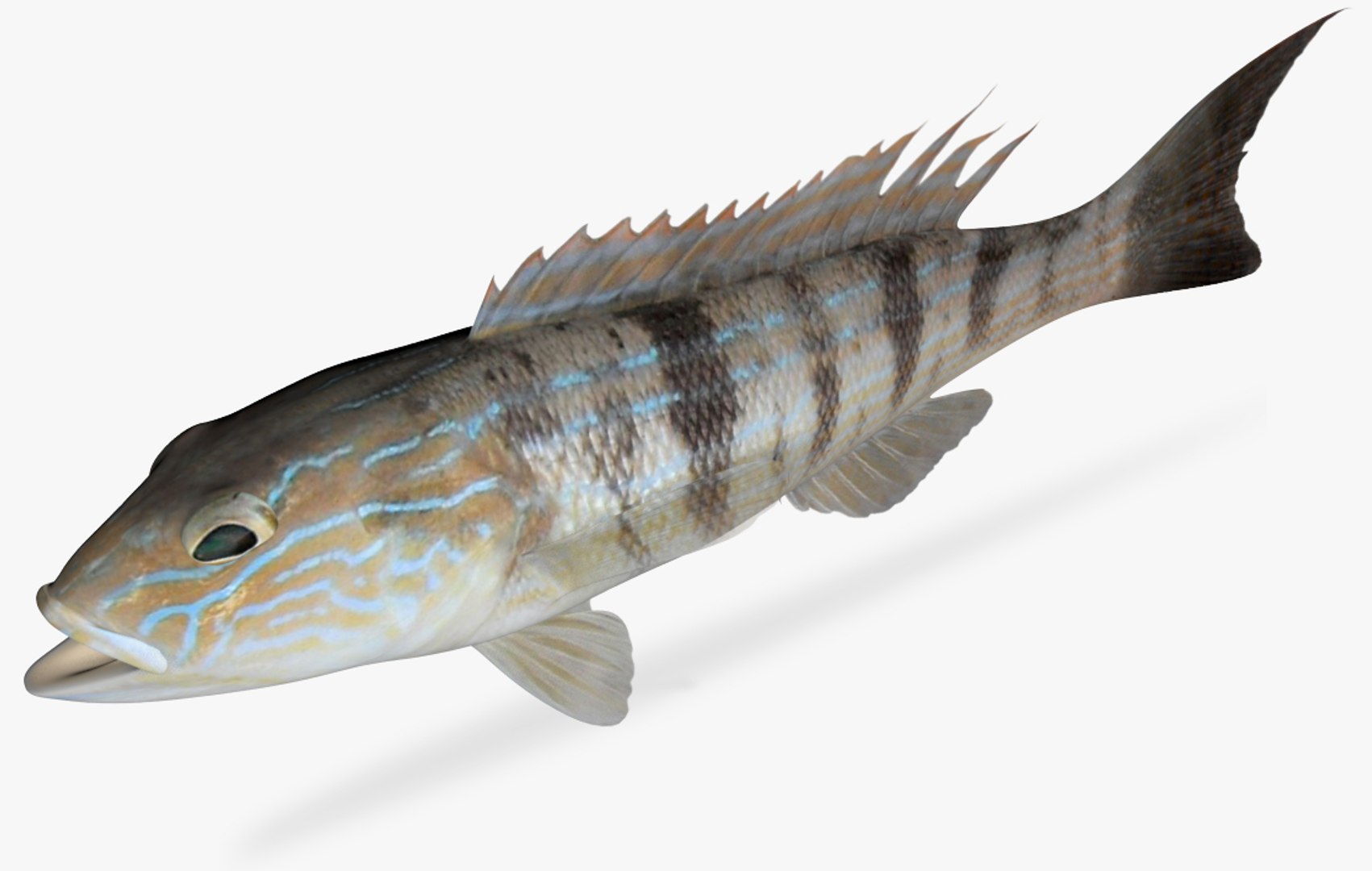 3D Model Sand Perch - TurboSquid 1305971