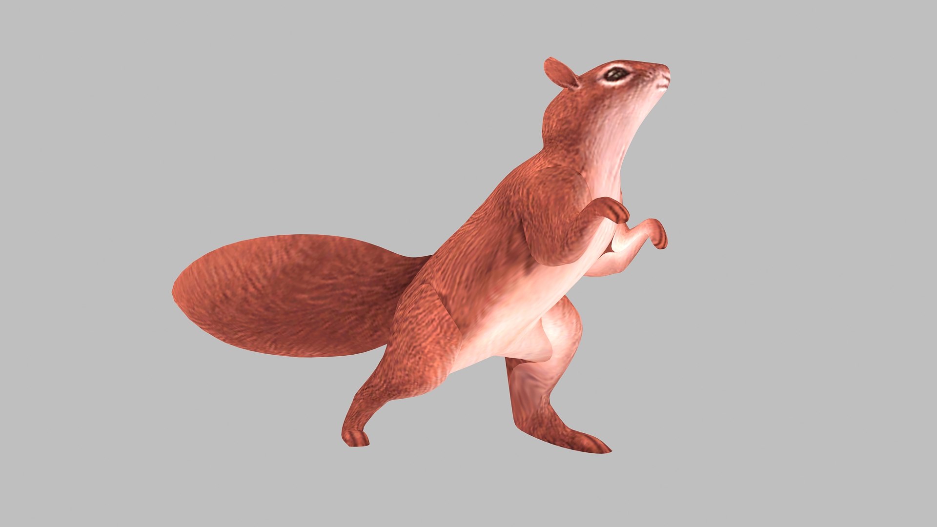 3D Squirrel Model - TurboSquid 2185042