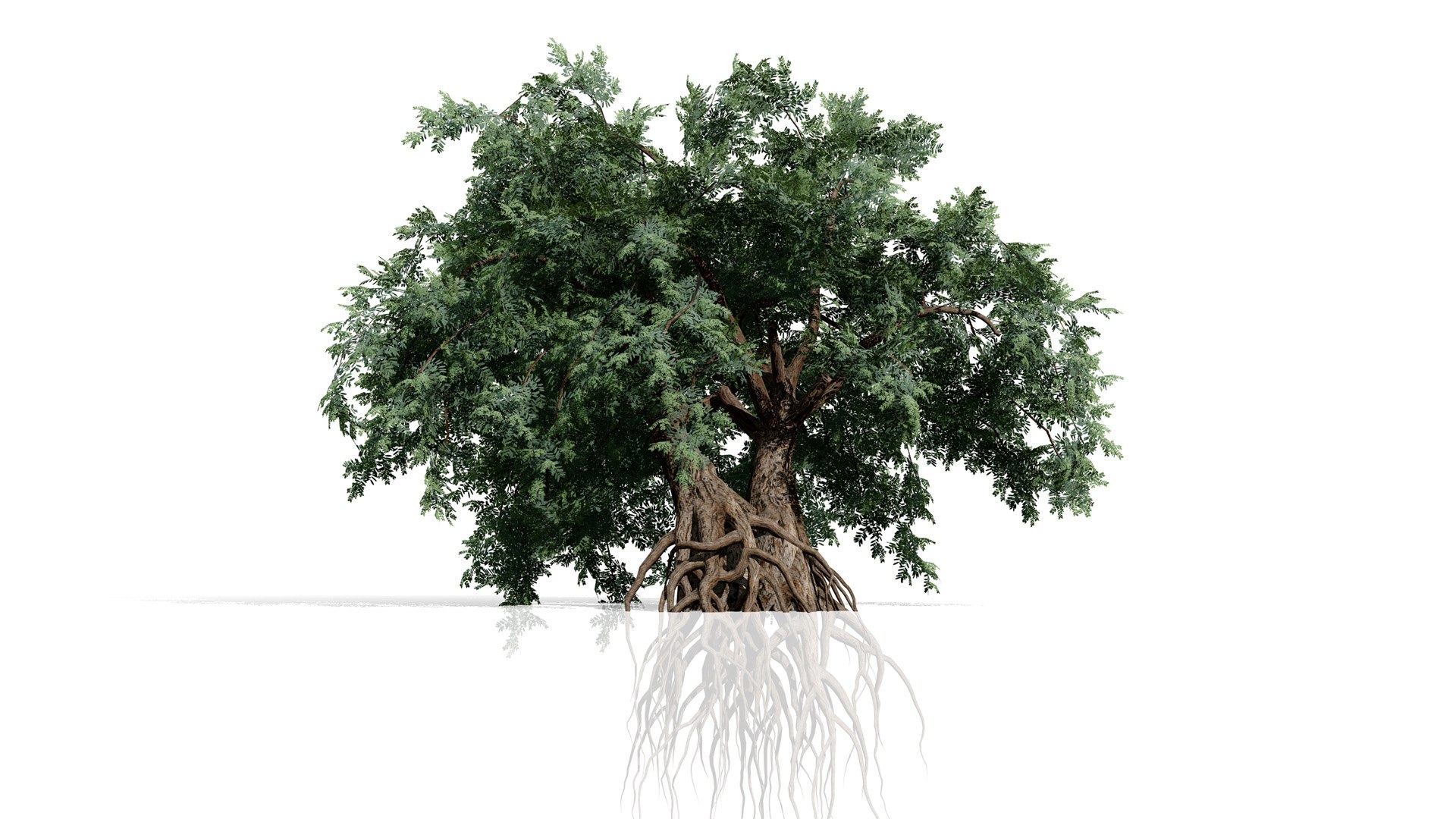 3D Realistic Gnarled Olive Trees - TurboSquid 2522278